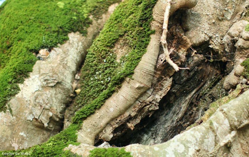 If Green is the new Black – Platbos is the new Health Retreat | Green ...