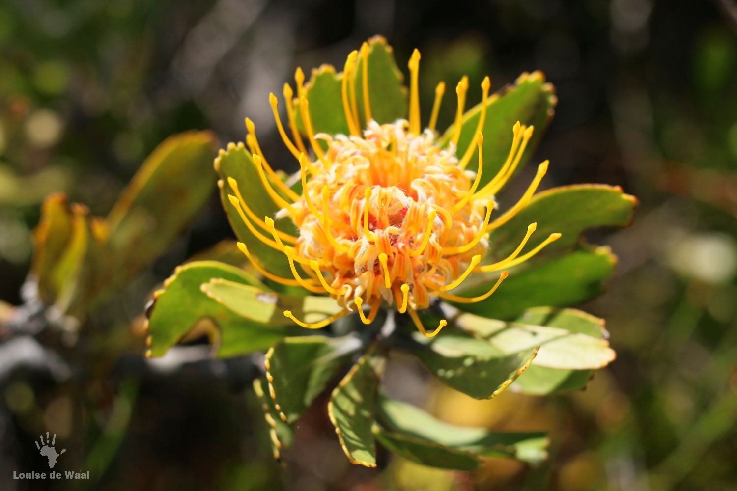 De Hoop Potberg Fynbos | Green Girls in Africa