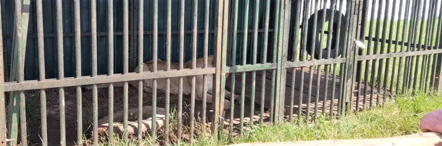 Does Conservation Education Justify The Death Of Letaba? | Green Girls ...